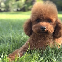 Caniche Toy Cachorros en Venta | EuroPuppy